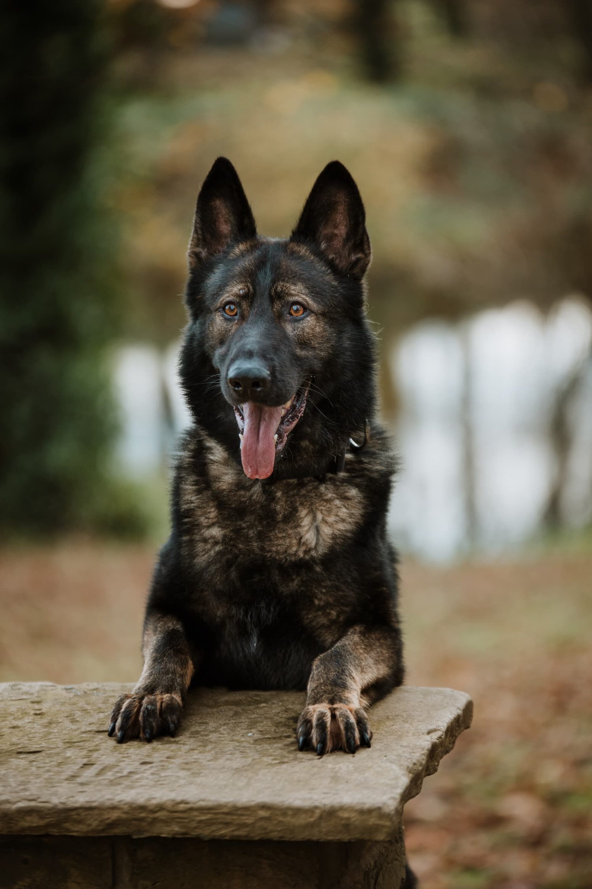 Protection Dogs - Personal & Family Protection Dogs for Sale UK