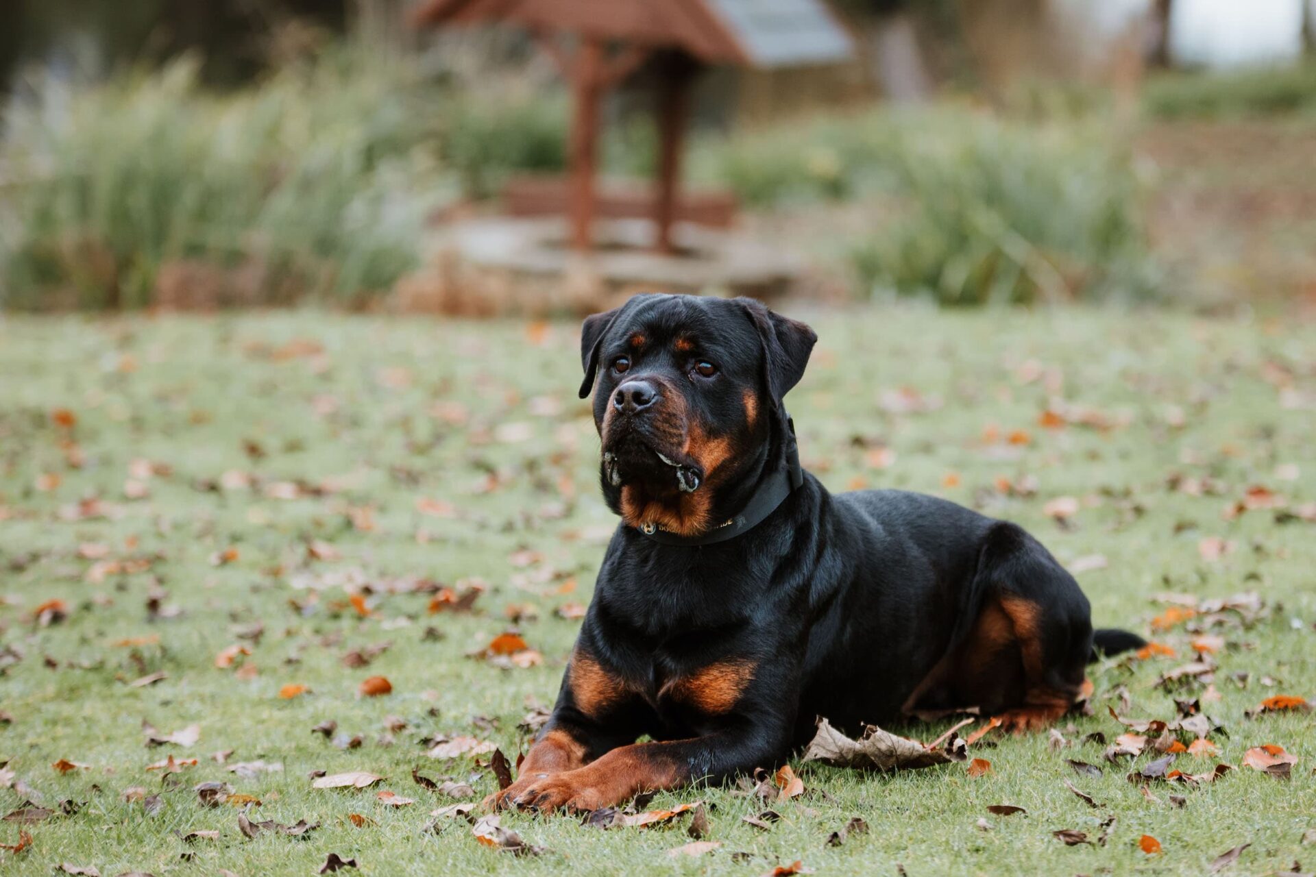 Family protection dogs Training Videos | Obedience Training Videos