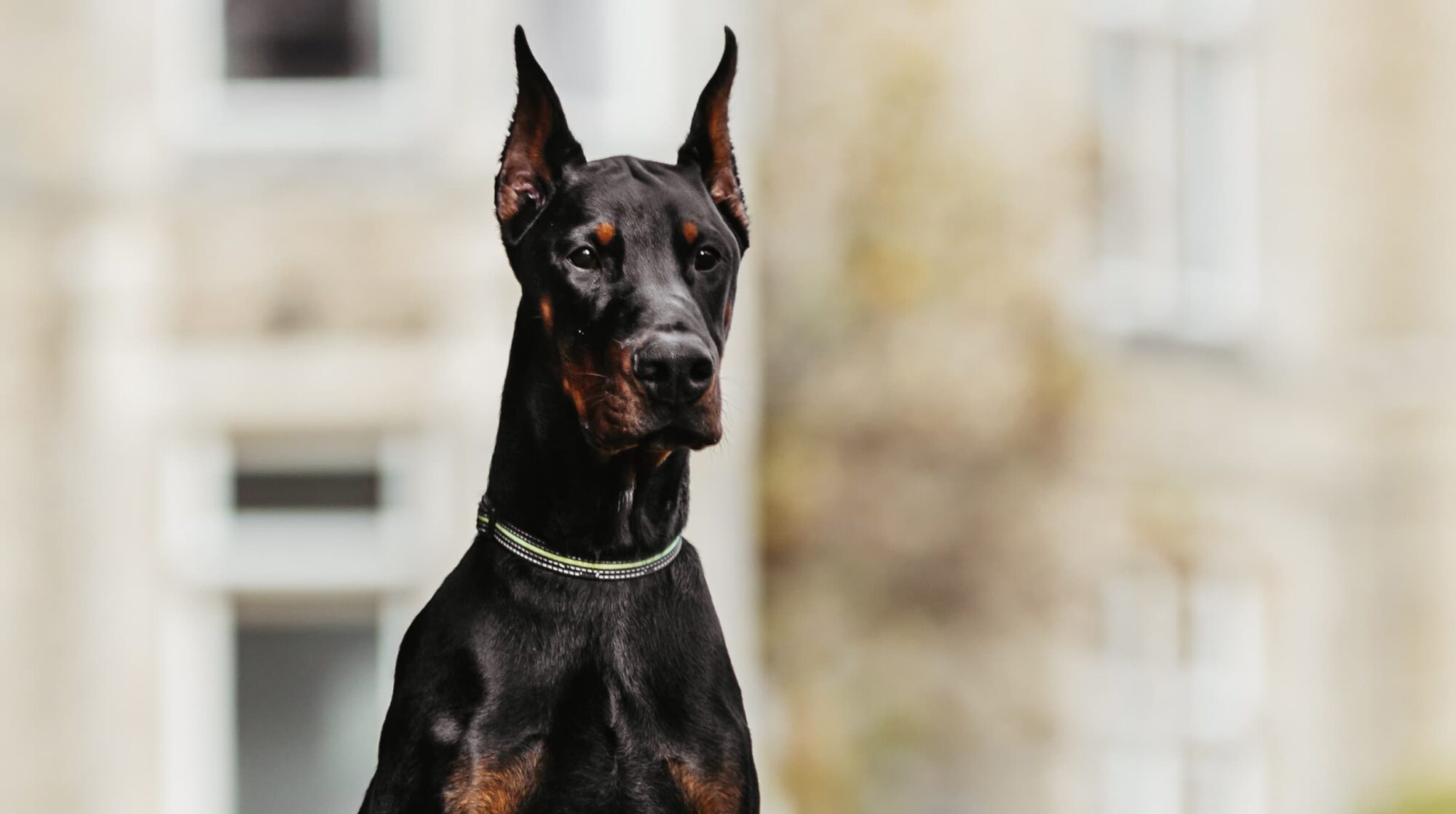 Trained Elite Personal & Family Protection Dogs