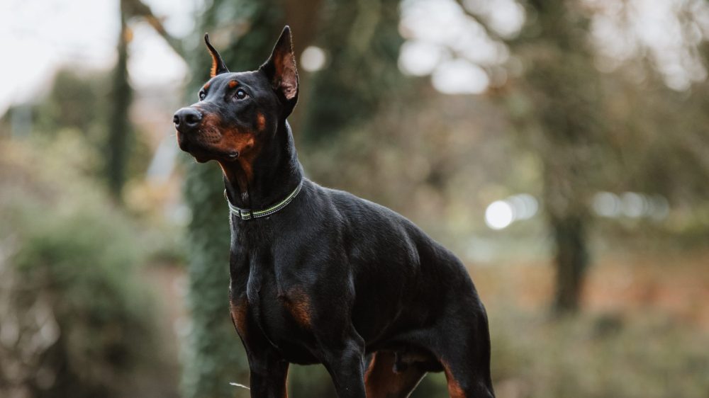 Trained Doberman Personal & Family Protection Dogs for Sale Uk
