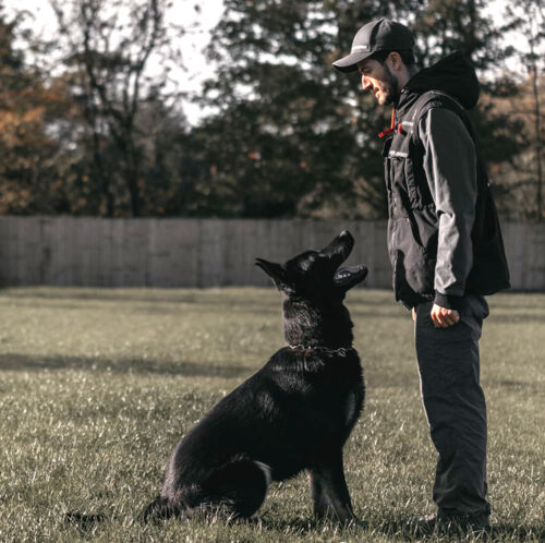 Personal Protection Training for Dogs, Family Dogs Training UK