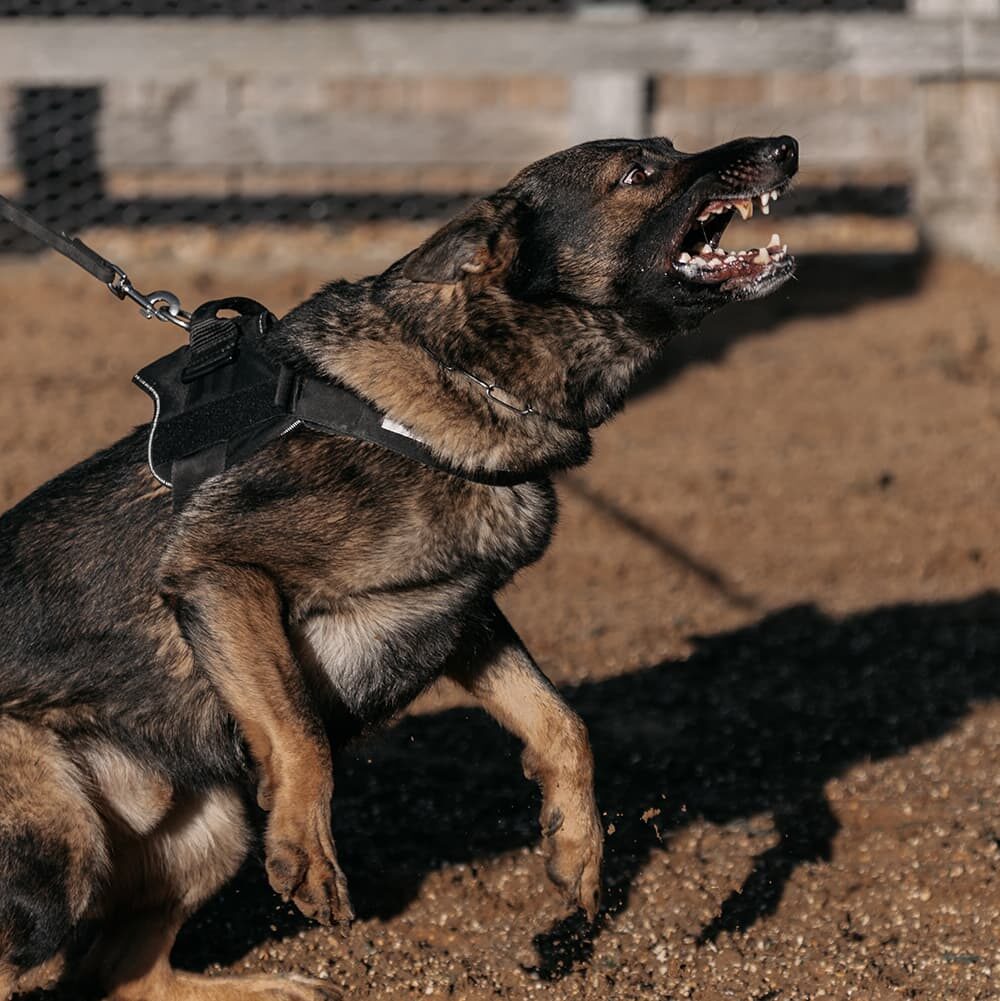 Personal Protection Training for Dogs, Family Dogs Training UK