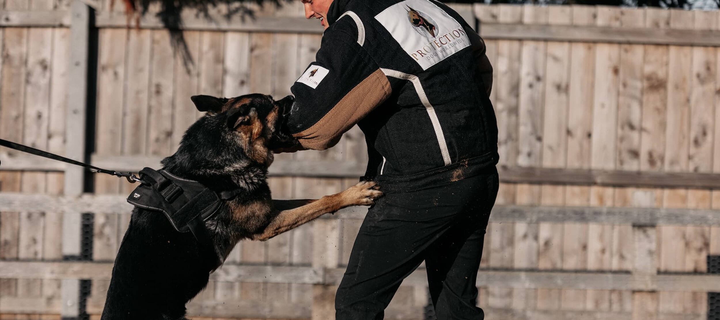 Personal Protection Training for Dogs, Family Dogs Training UK