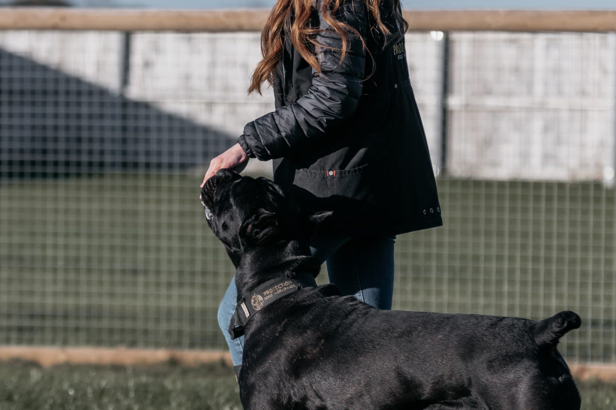 Puppy Training - Protection Dogs Worldwide