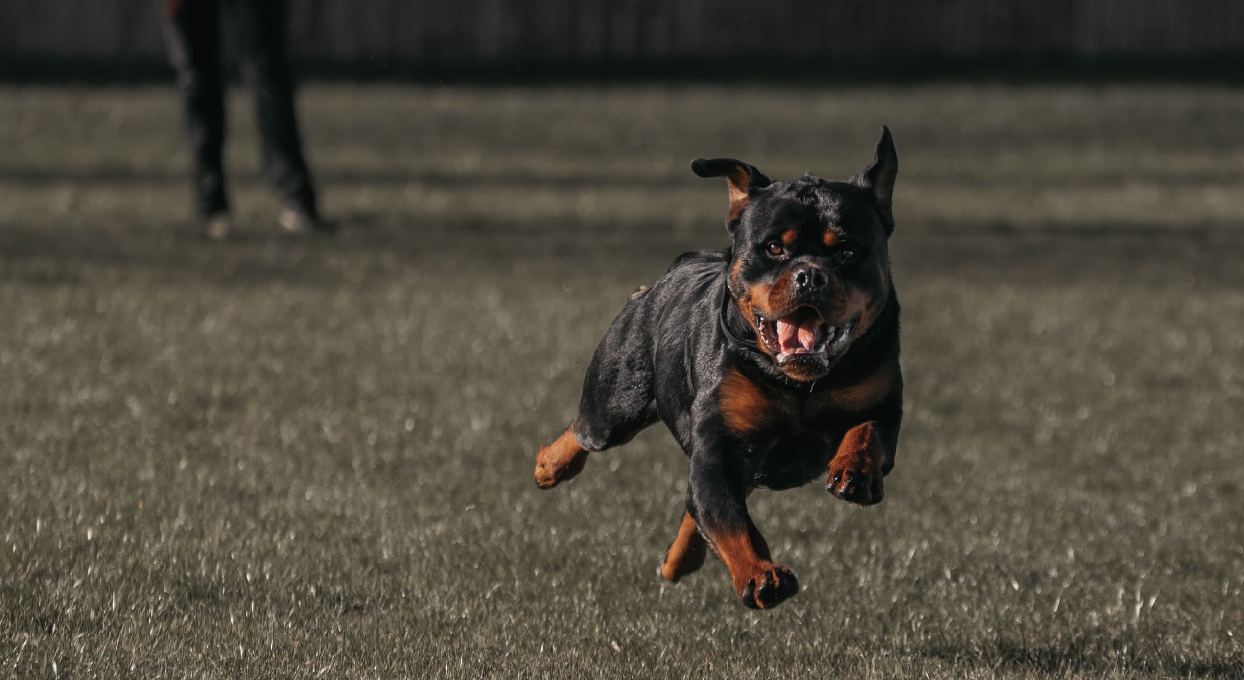 Frequently Asked Questions from Protection Dogs Worldwide