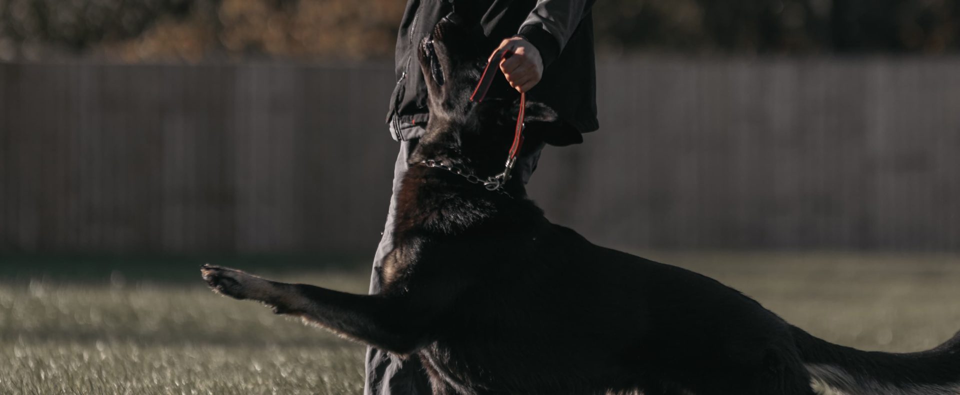 Protection Dogs Worldwide- Perfect Dogs for your Family!