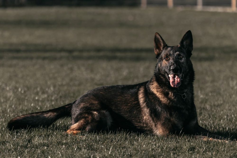 Trained German Shepherd Personal & Family Protection Dogs for Sale Uk