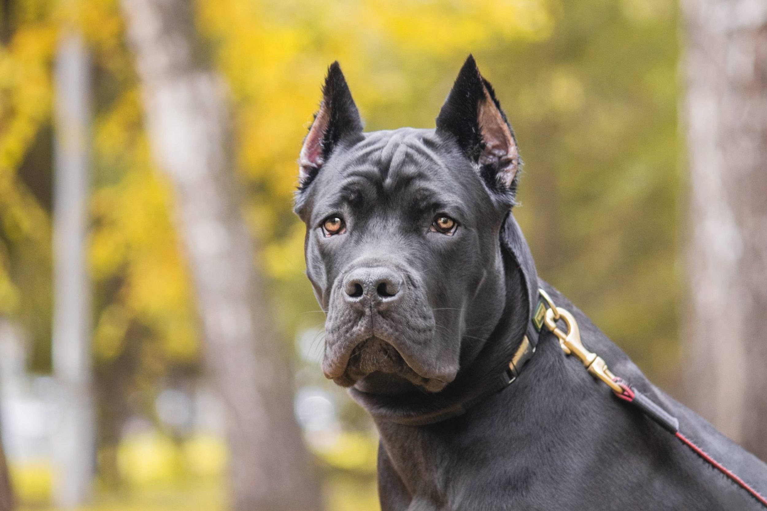 Trained Cane Corso Personal & Family Protection Dogs for Sale Uk