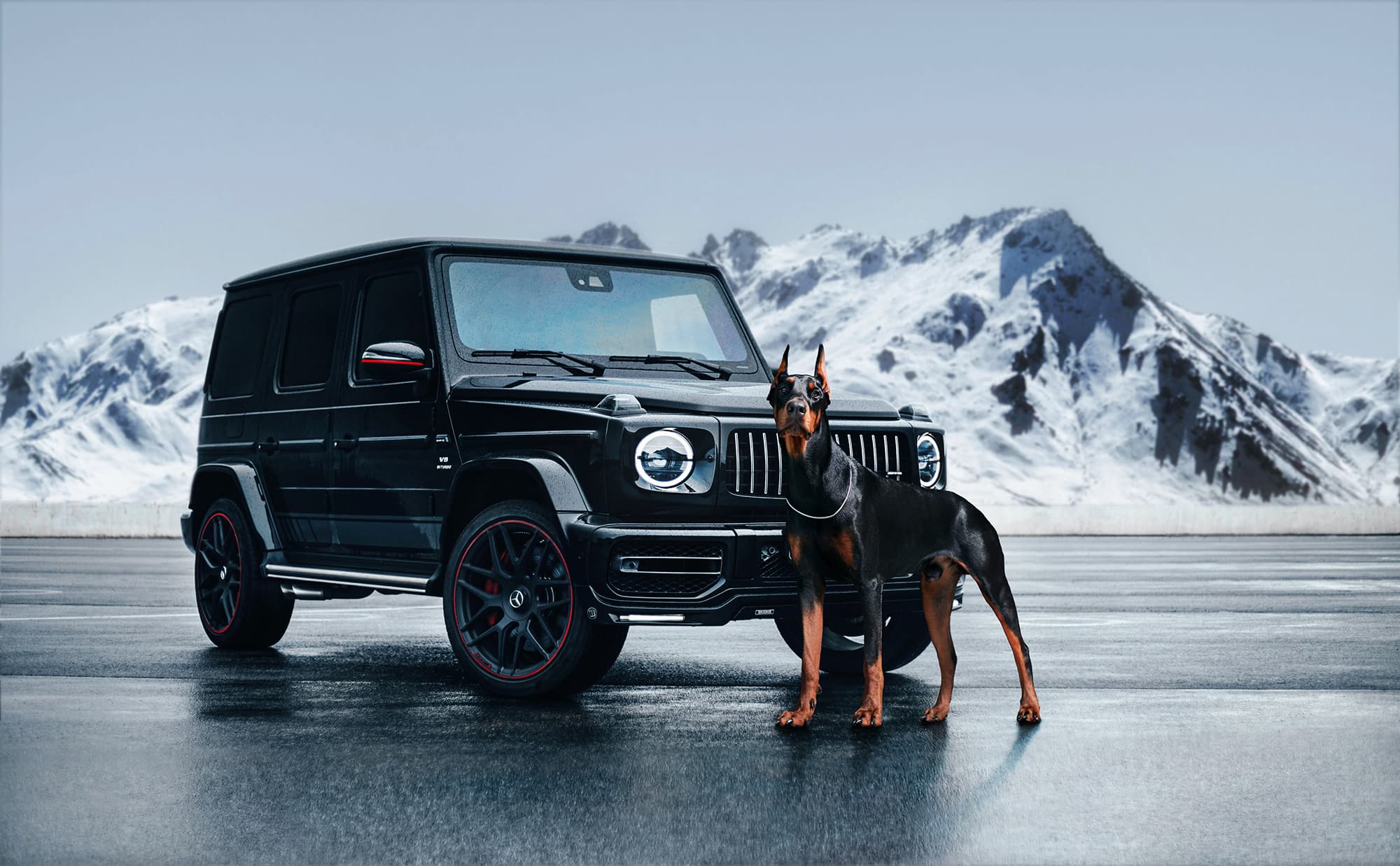 Trained Doberman Personal & Family Protection Dogs for Sale Uk