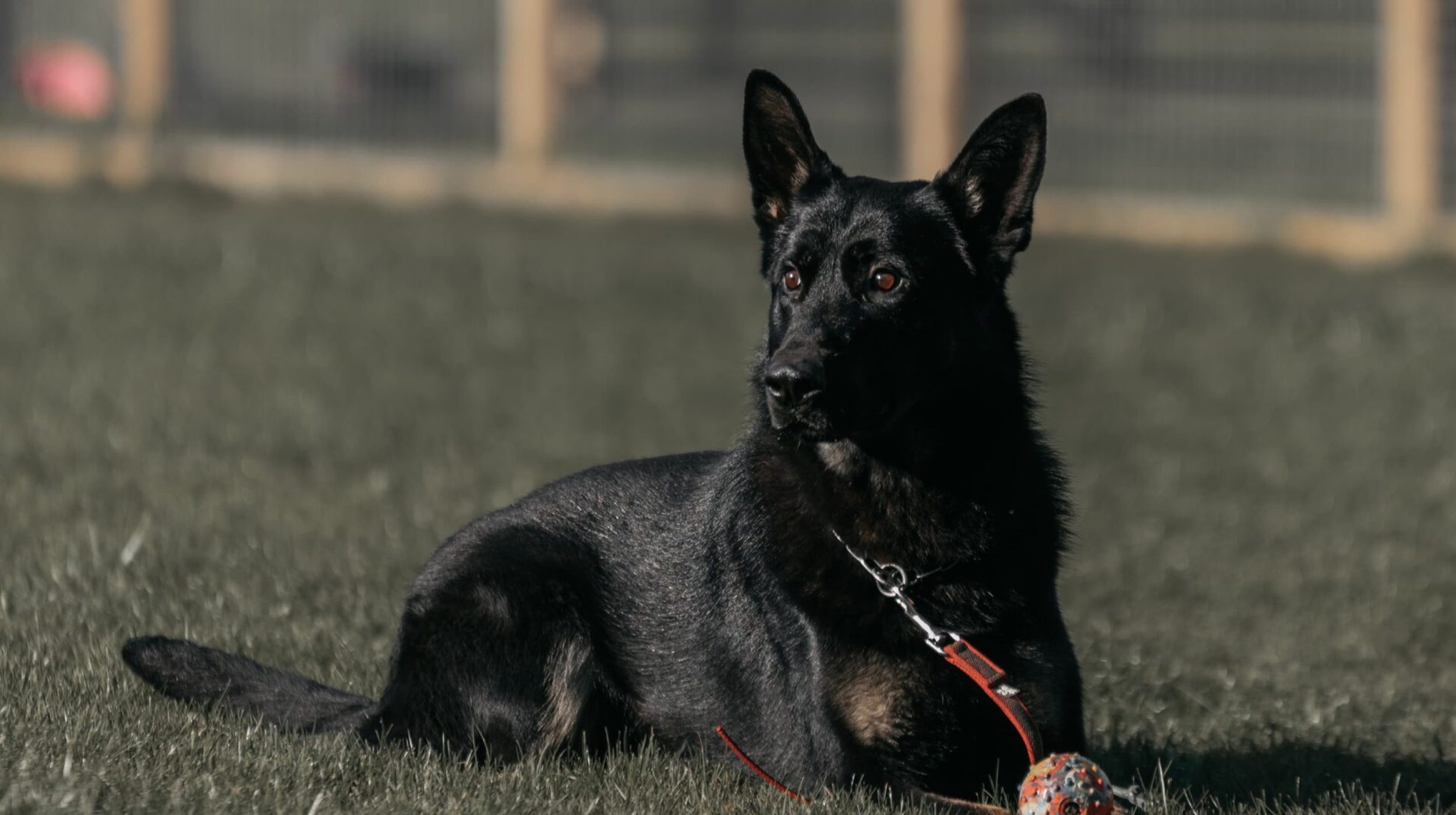 Choosing the Right Family Protection Dog | Protection Dogs UK