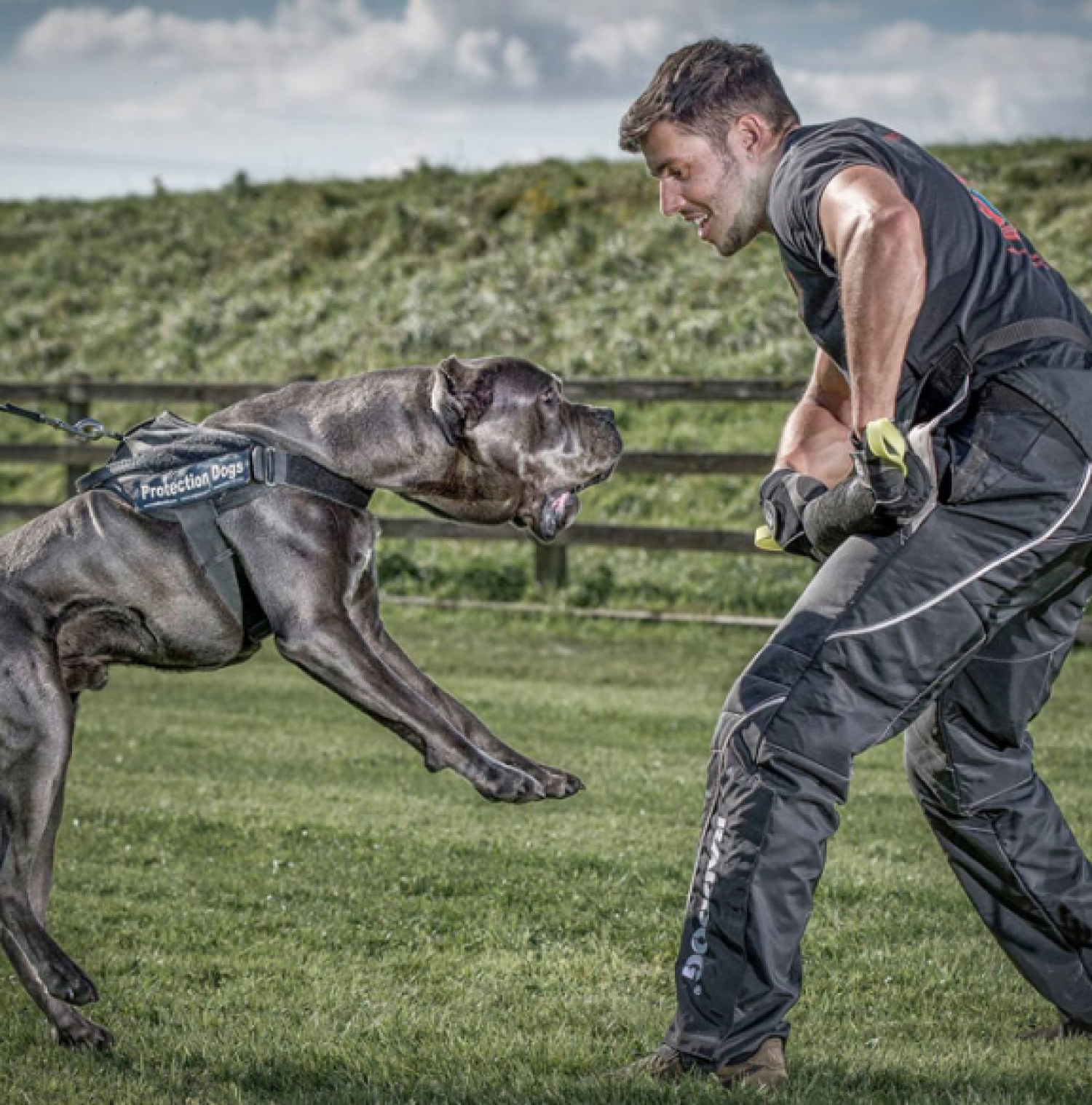 Puppy Training - Protection Dogs Worldwide