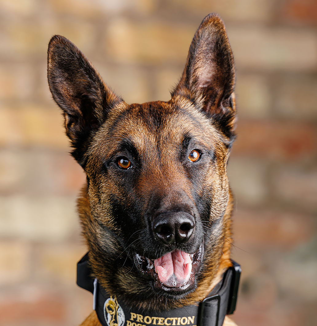 Best Breeds for Police Work | Top Dogs for Law Enforcement