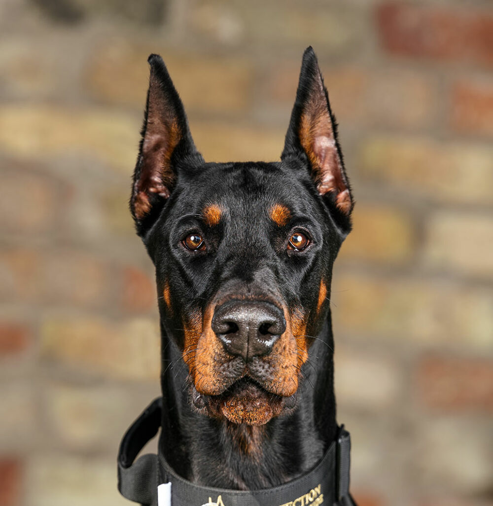 Doberman Protection Dogs for Sale | Protection Dogs UK