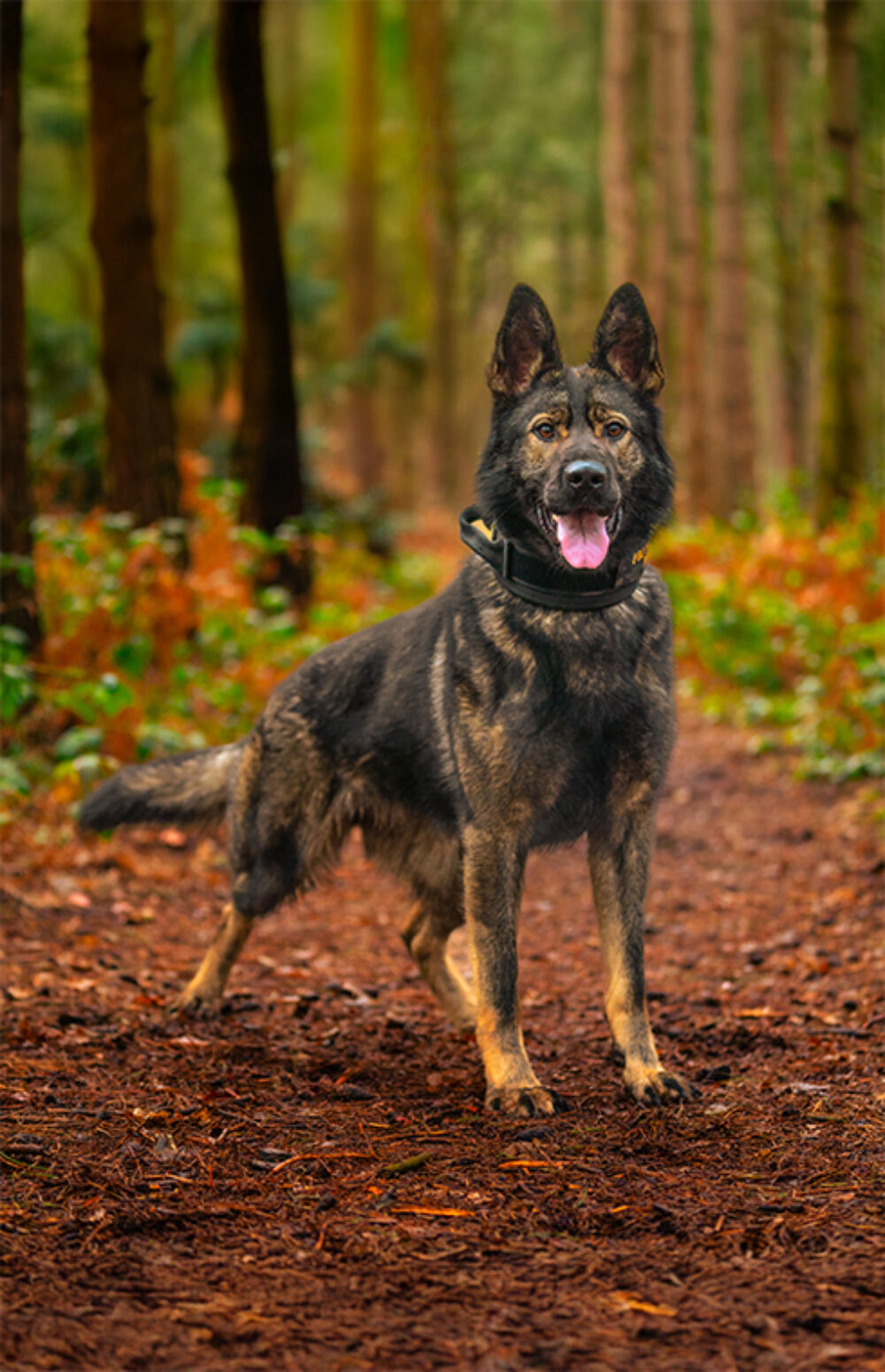 LEAH - German Shepherd RESERVED Call 44 (0) 793 0408 458. for available ...