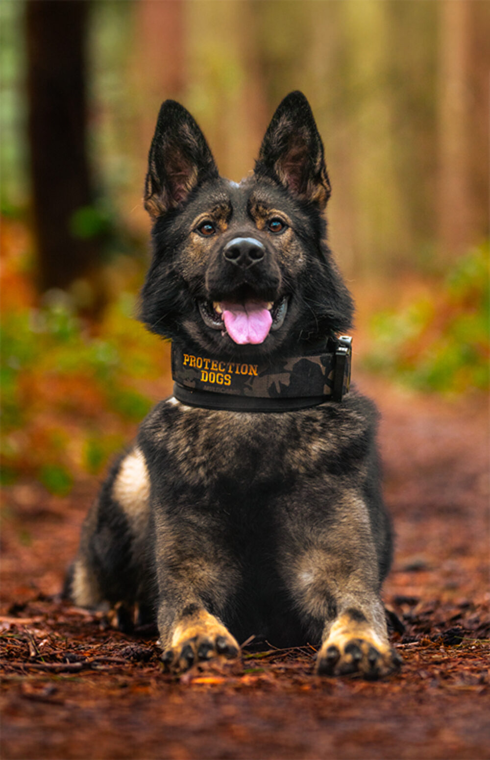 LEAH - German Shepherd RESERVED Call 44 (0) 793 0408 458. for available ...