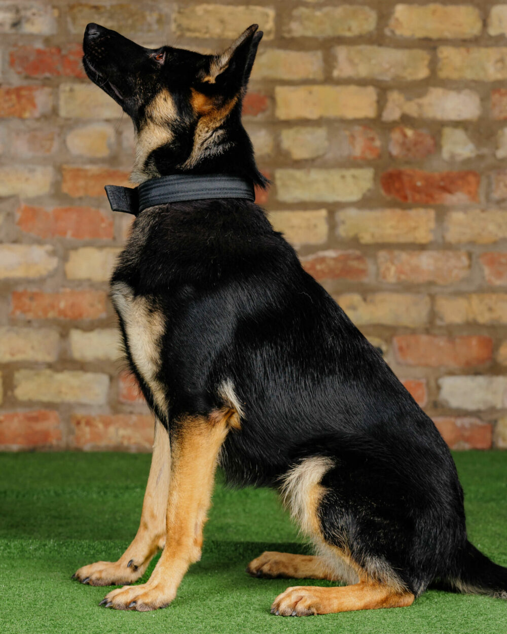 MAYA - German Shepherd Call 44 (0) 793 0408 458. for available dogs