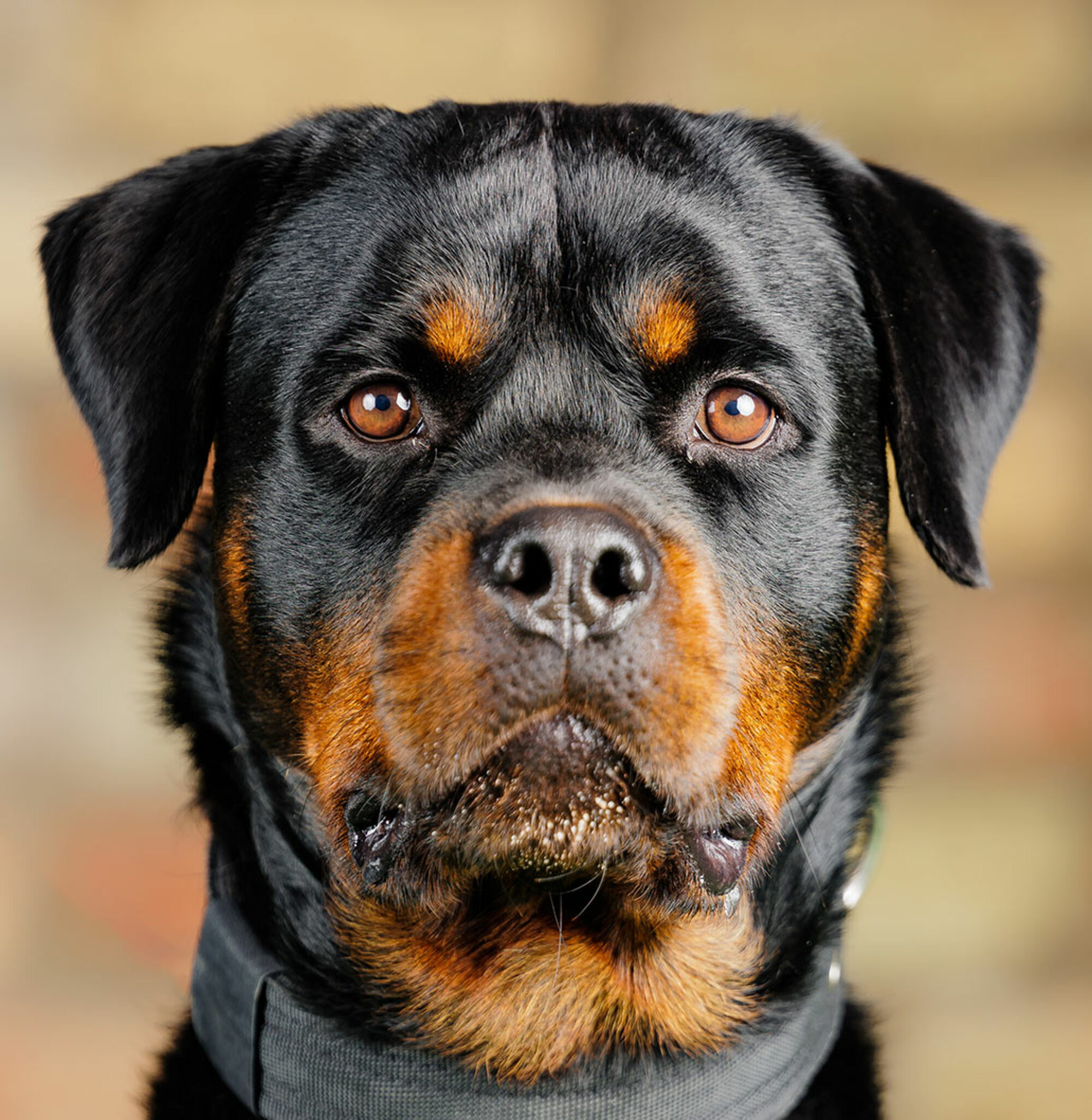 Rottweiler Dogs for Sale | Trusted Protection Dogs