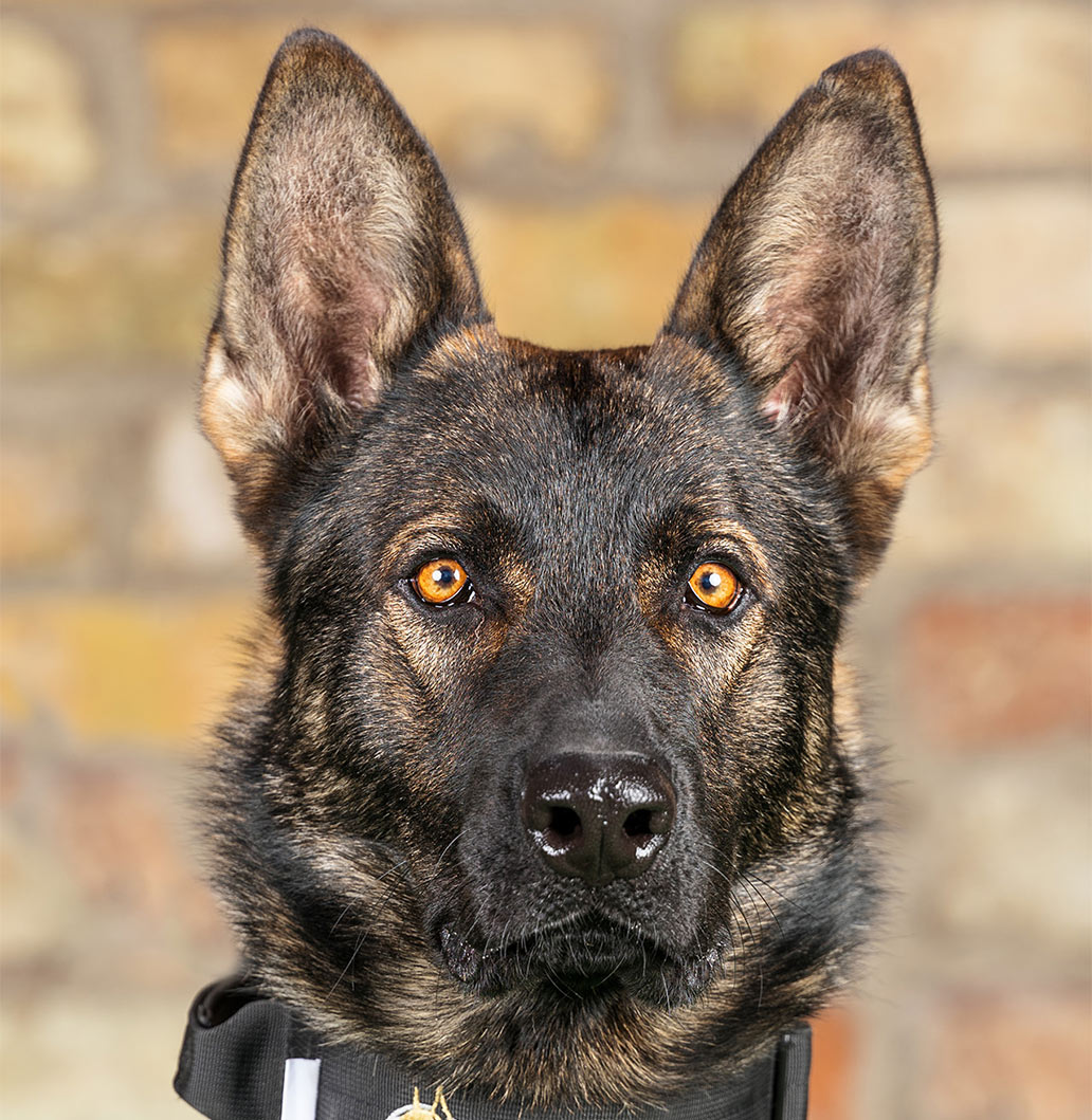 Frequently Asked Questions from Protection Dogs Worldwide