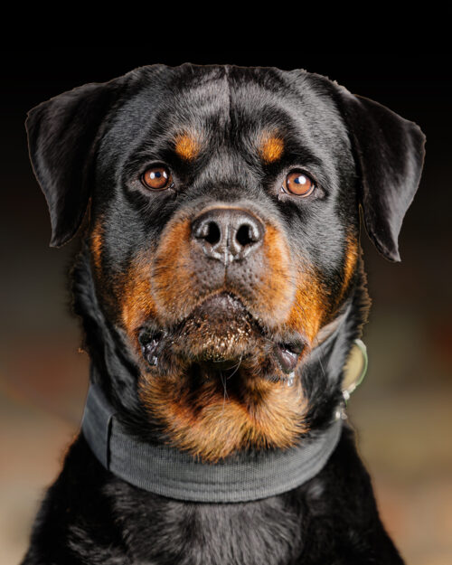 Protection Dogs - Personal & Family Protection Dogs for Sale UK