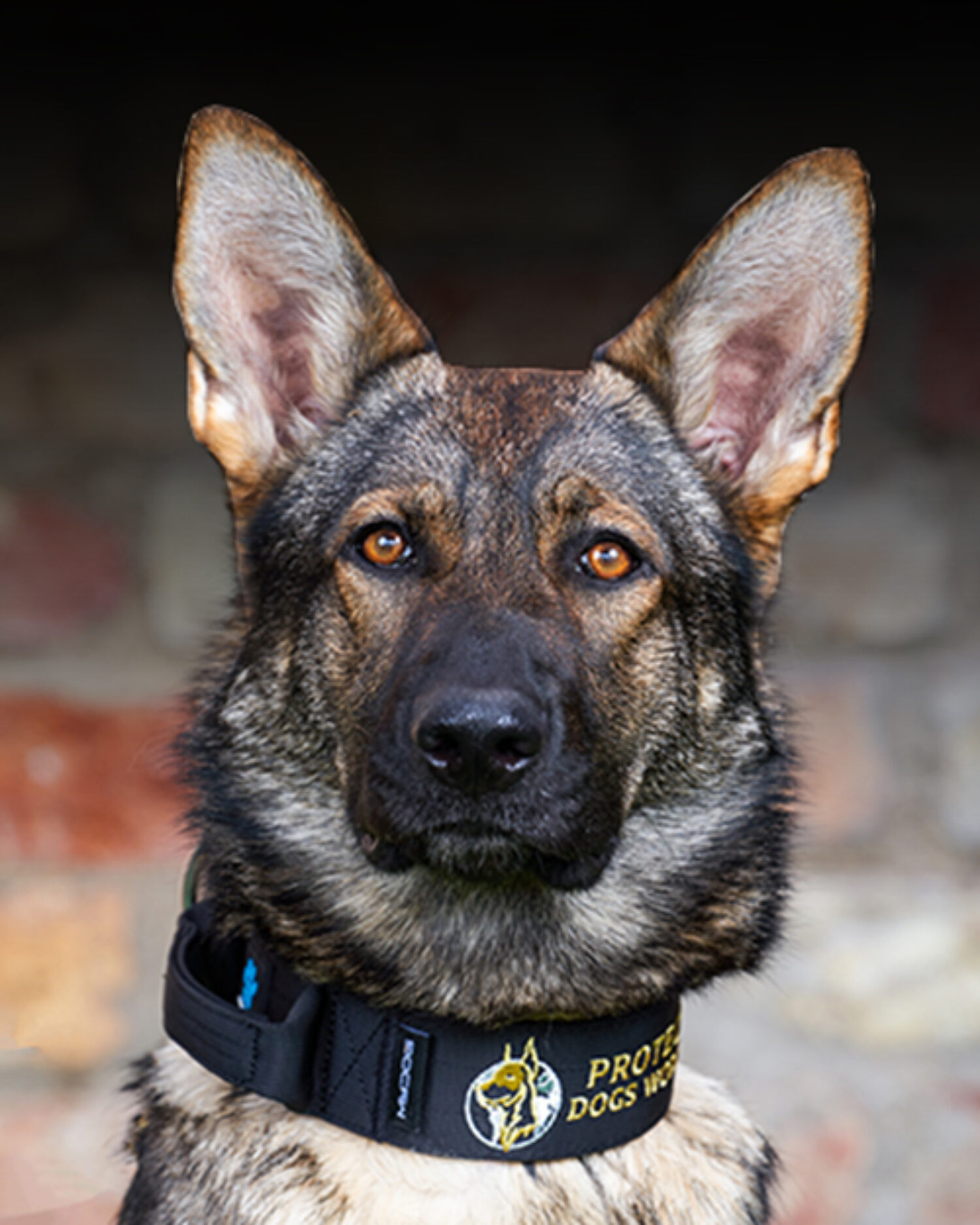 Trained German Shepherd Personal & Family Protection Dogs for Sale Uk