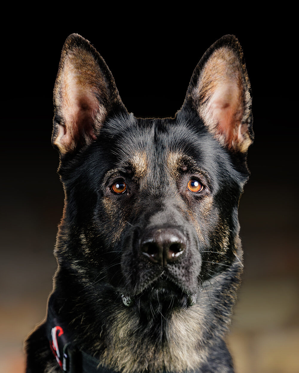 View our Recently Sold Dogs- Protection Dogs Worldwide