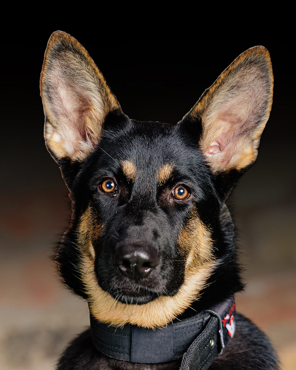 View our Recently Sold Dogs- Protection Dogs Worldwide