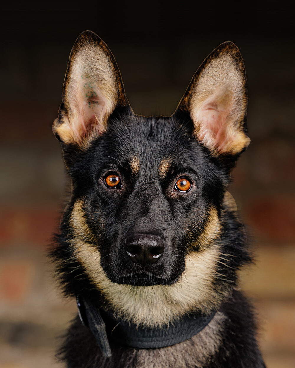 View our Recently Sold Dogs- Protection Dogs Worldwide