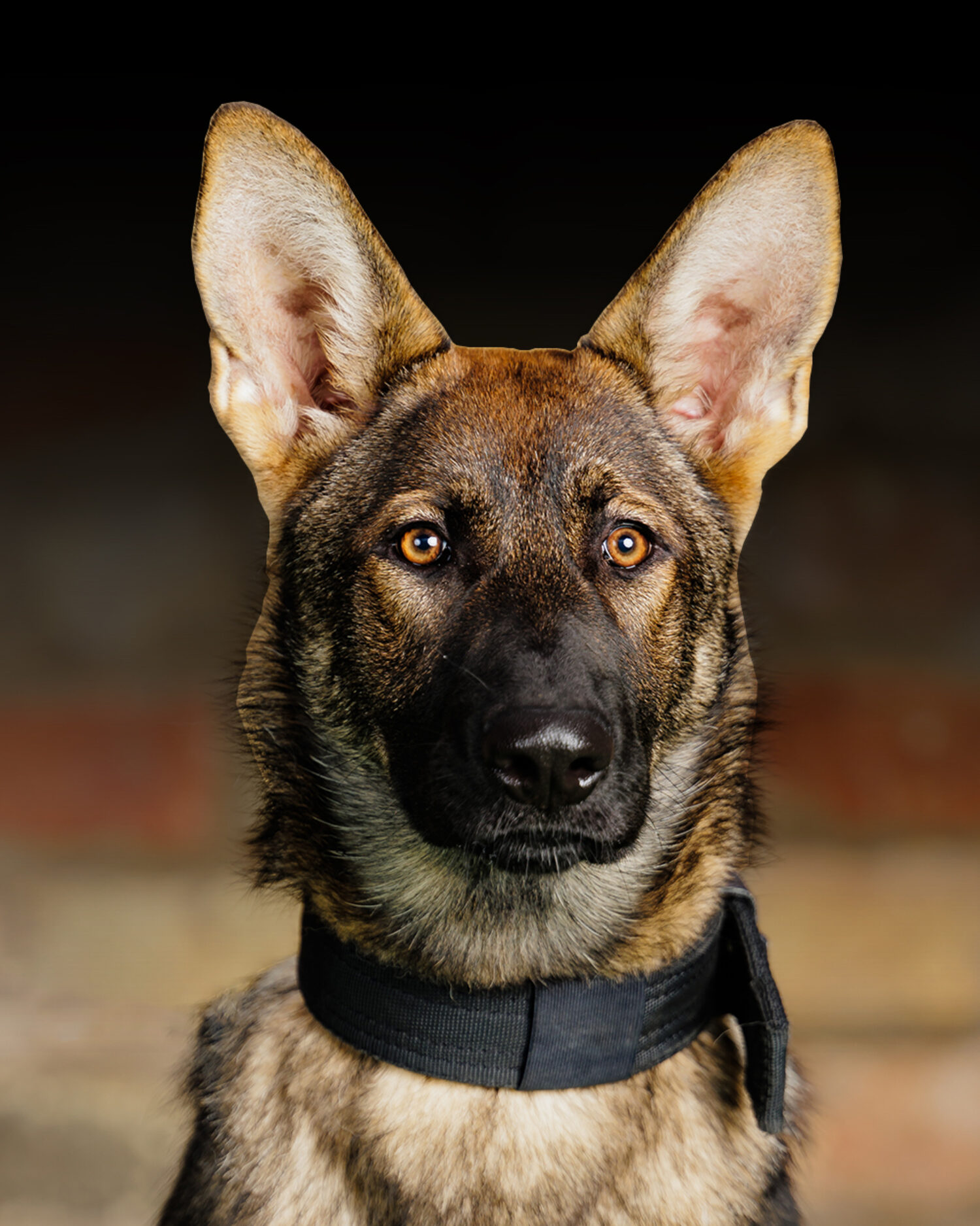 Trained German Shepherd Personal & Family Protection Dogs for Sale Uk