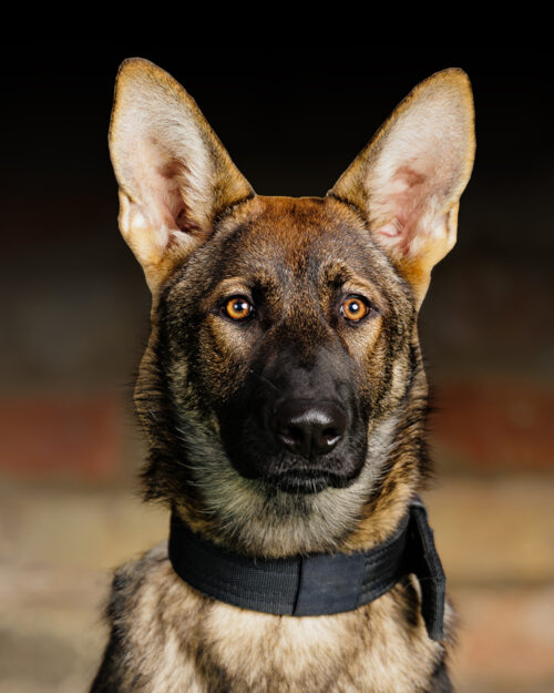 Protection Dogs - Personal & Family Protection Dogs for Sale UK