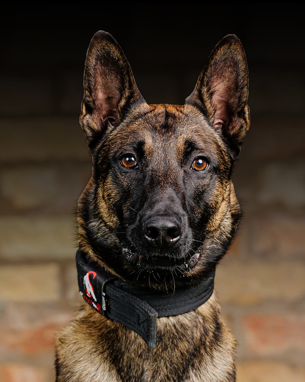 View our Recently Sold Dogs- Protection Dogs Worldwide