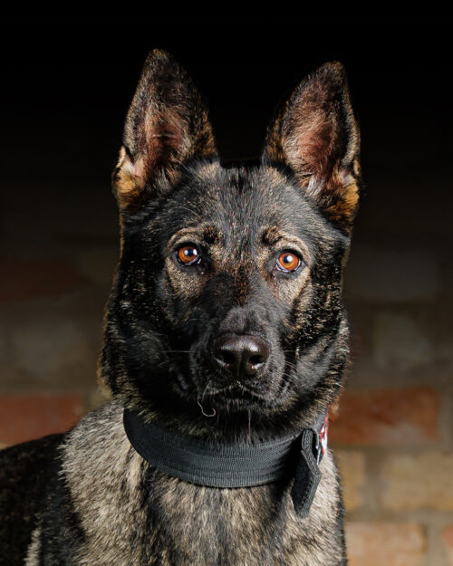 Protection Dogs - Personal & Family Protection Dogs for Sale UK