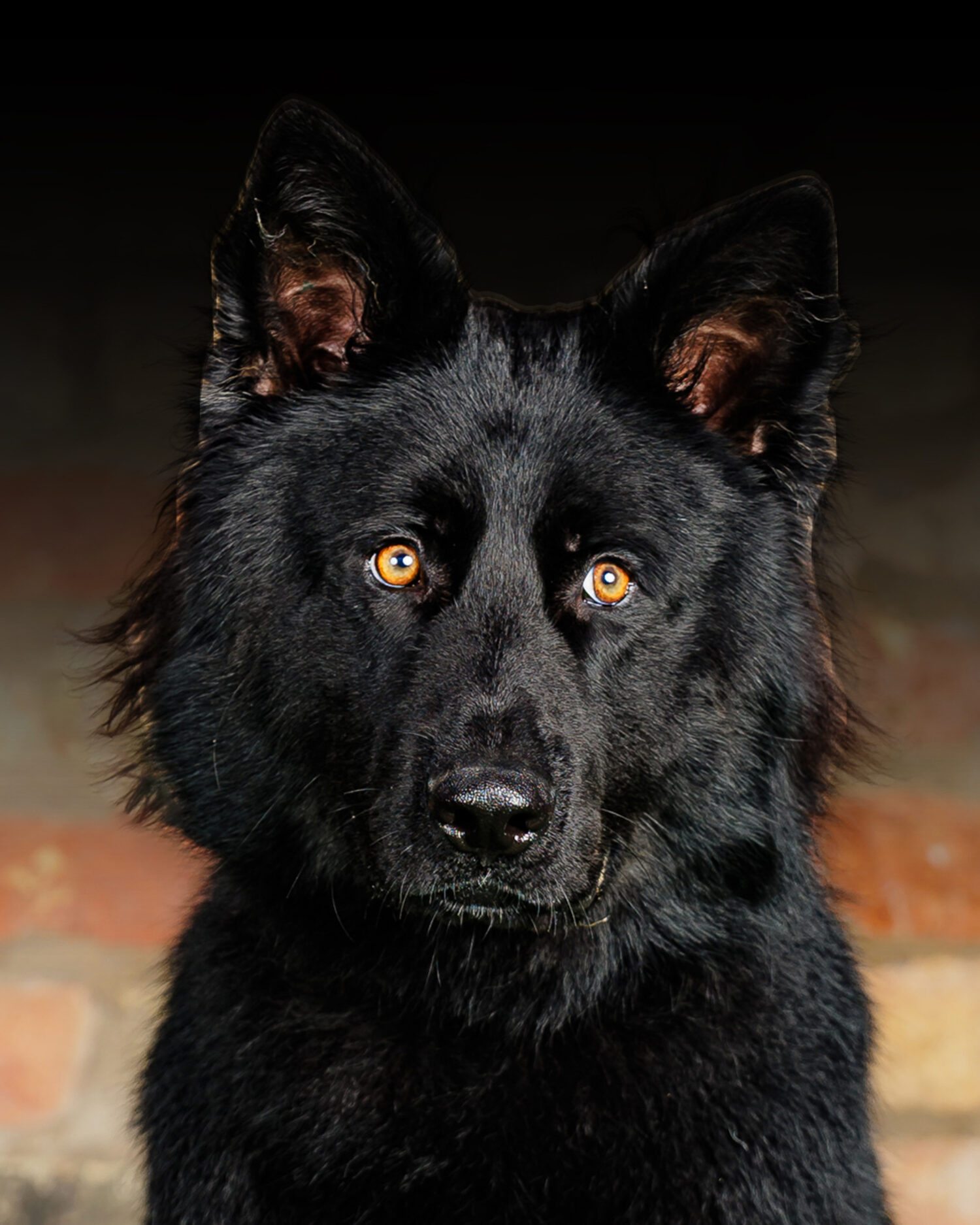 Trained German Shepherd Personal & Family Protection Dogs for Sale Uk