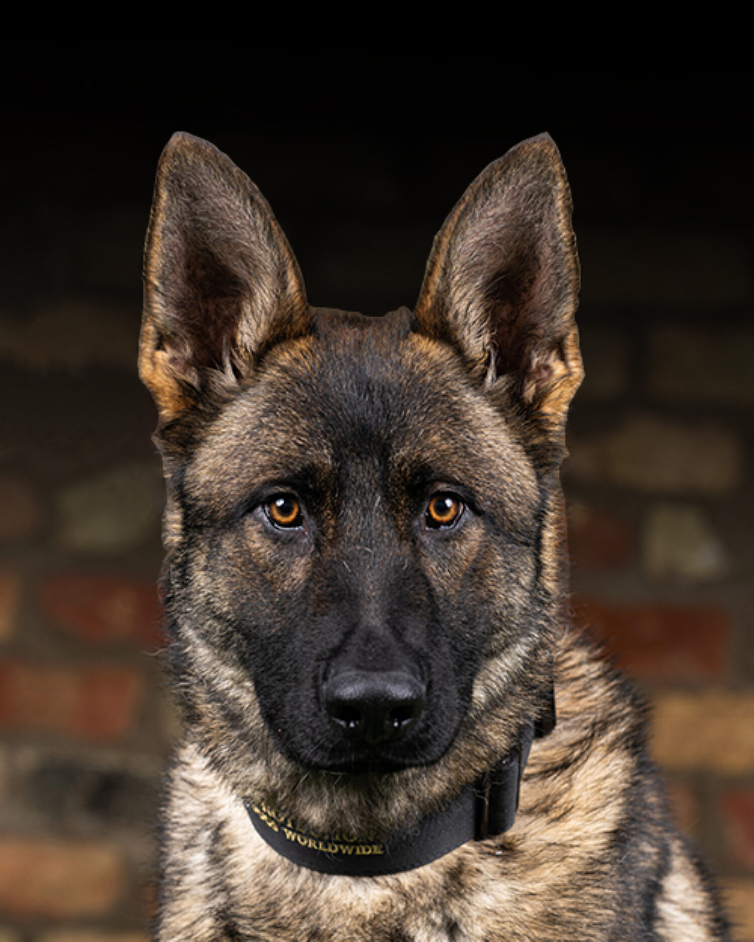 Trained German Shepherd Personal & Family Protection Dogs for Sale Uk