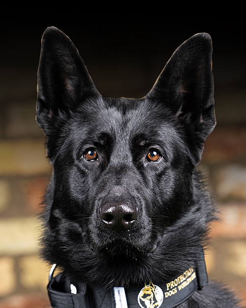Protection Dogs - Personal & Family Protection Dogs for Sale UK