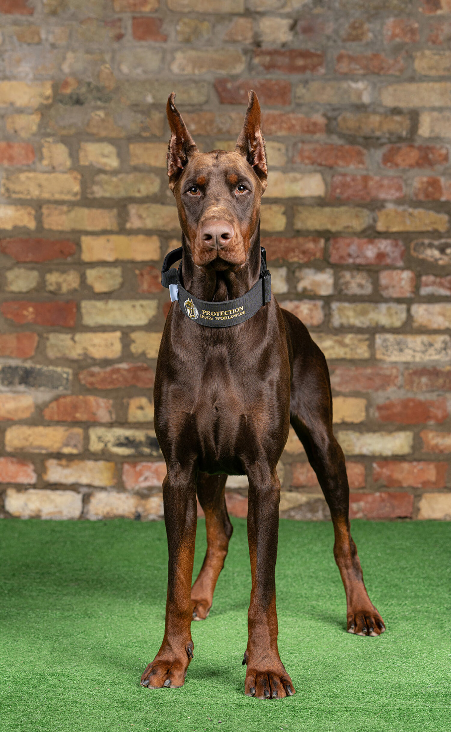 DUTCH - Doberman Call 44 (0) 793 0408 458. for available dogs
