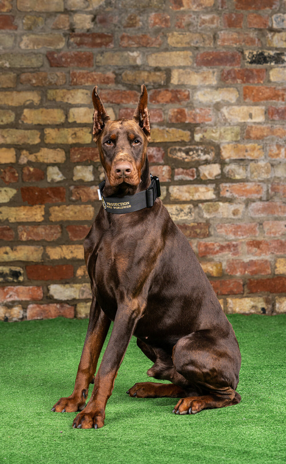 DUTCH - Doberman Call 44 (0) 793 0408 458. for available dogs
