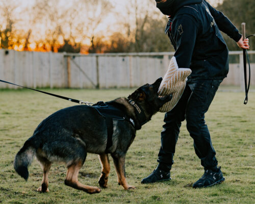 Personal Protection Training for Dogs, Family Dogs Training UK