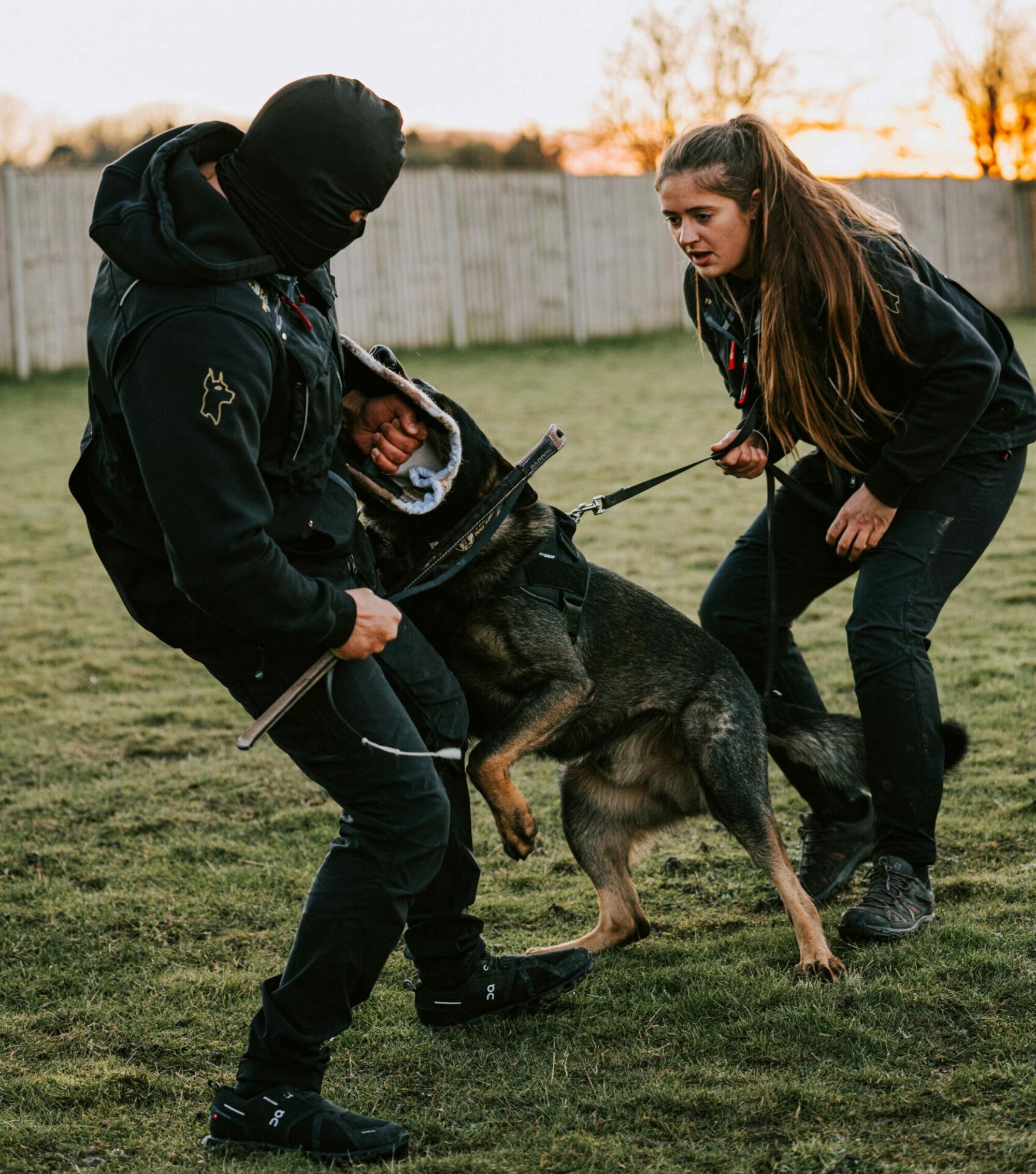 Personal Protection Training for Dogs, Family Dogs Training UK