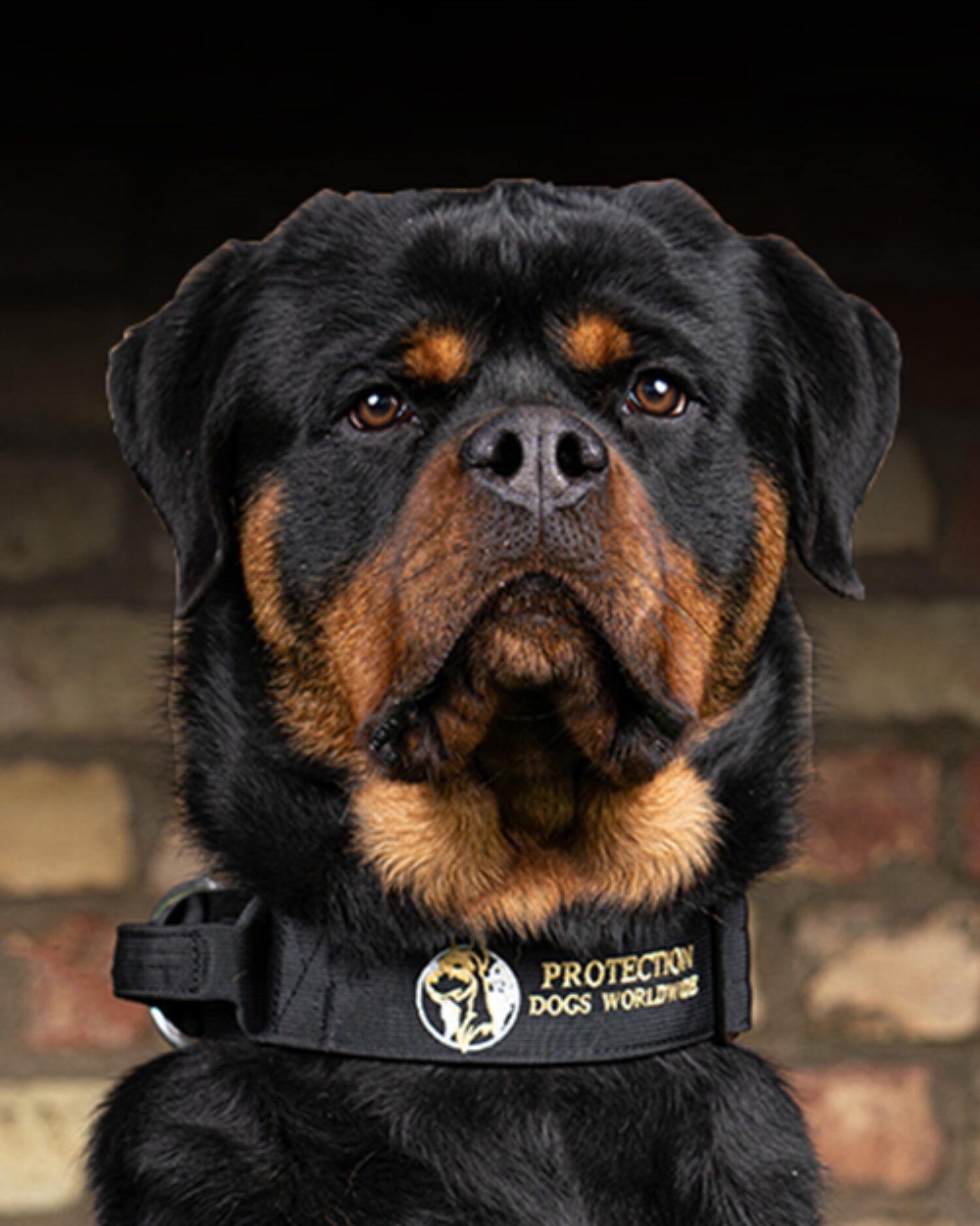 Are Rottweilers Protective Dogs