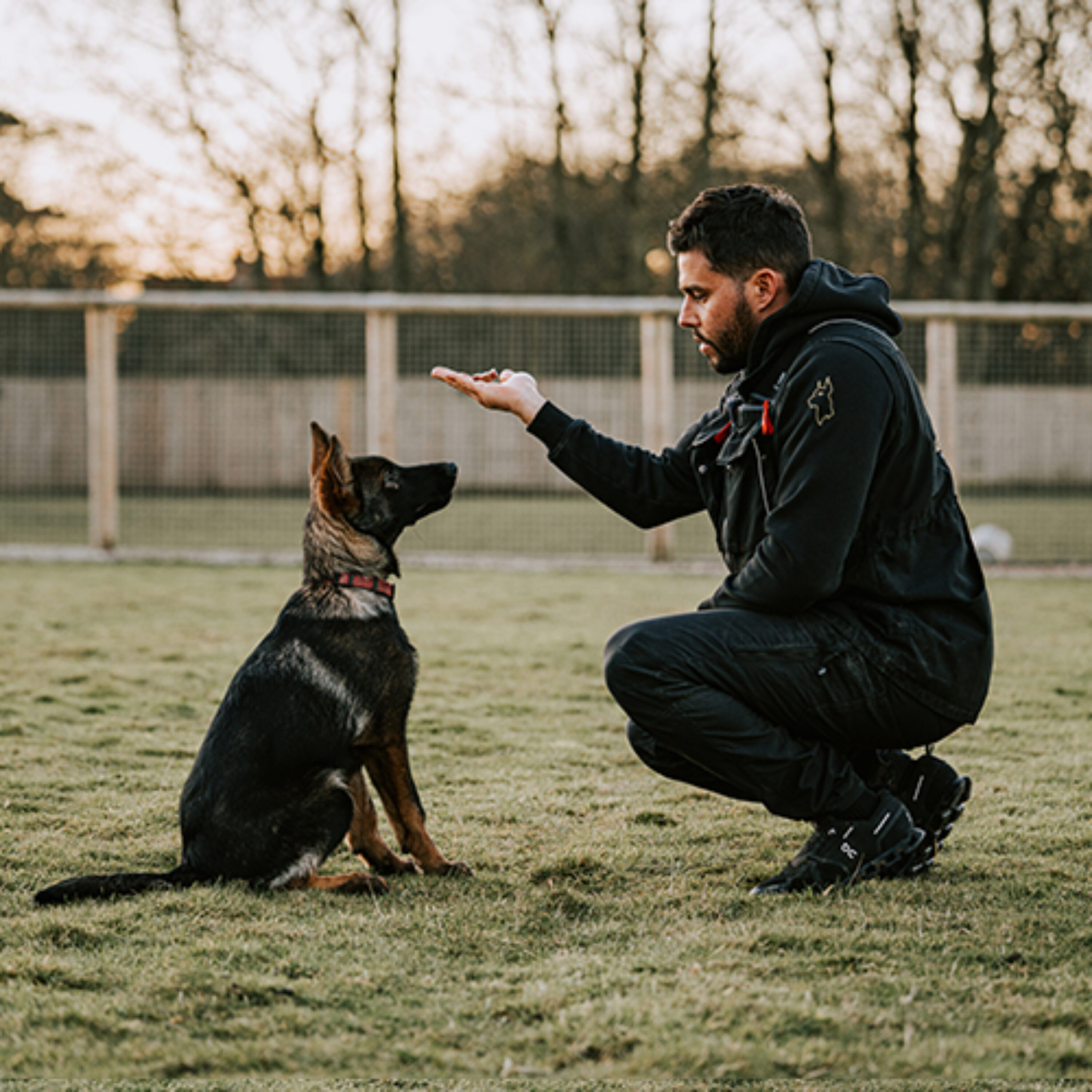 How Much Is Protection Dog Training