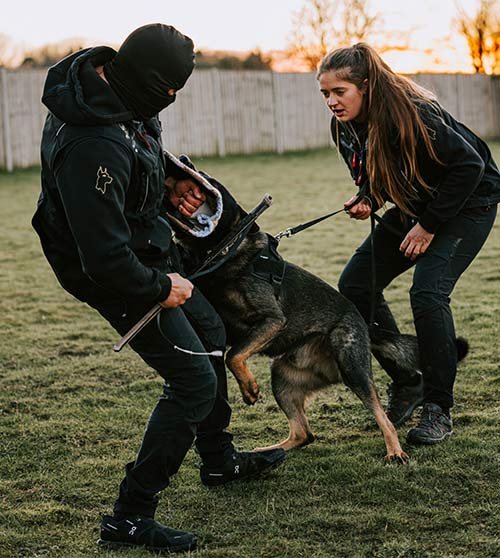 What are the Main Differences Between Protection and Guard Dogs ...