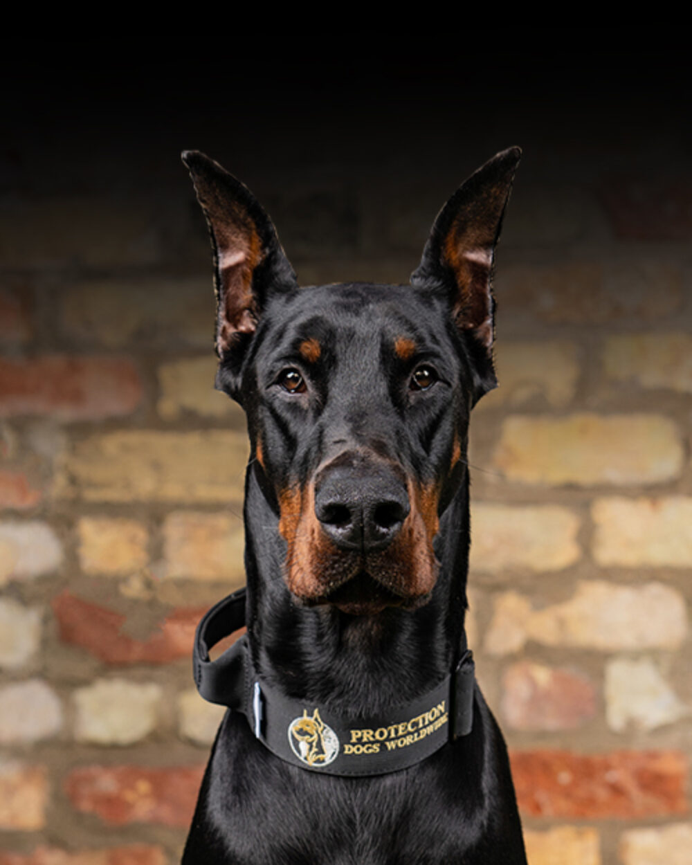 Protection Dogs - Personal & Family Protection Dogs for Sale UK