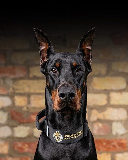 Protection Dogs - Personal & Family Protection Dogs for Sale UK