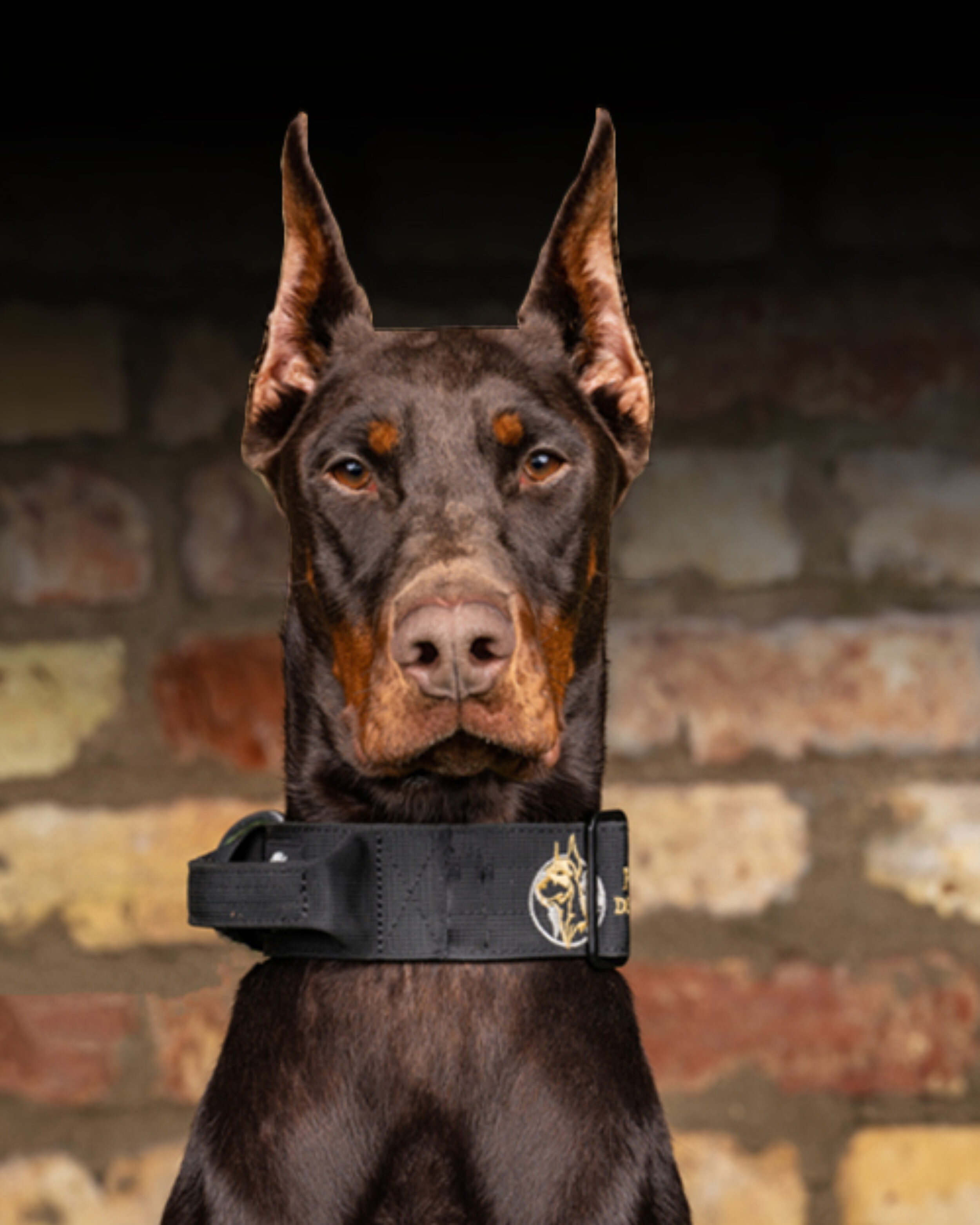 Astra- Doberman (Reserved) - Call +44 7930 408458 for Available Dogs