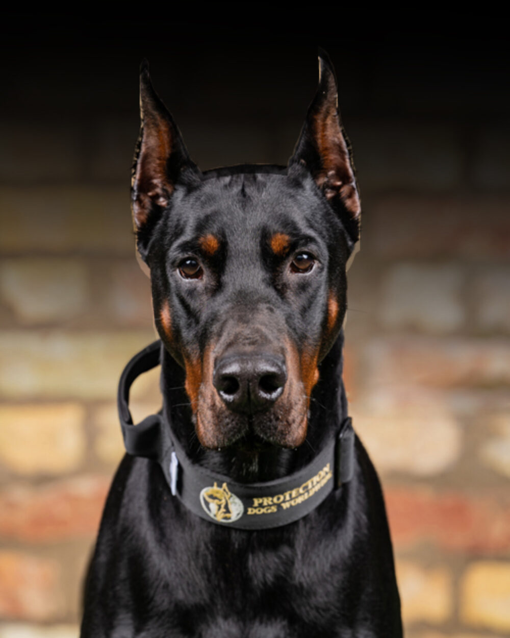 Protection Dogs - Personal & Family Protection Dogs for Sale UK