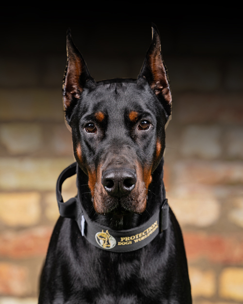 Protection Dogs - Personal & Family Protection Dogs for Sale UK