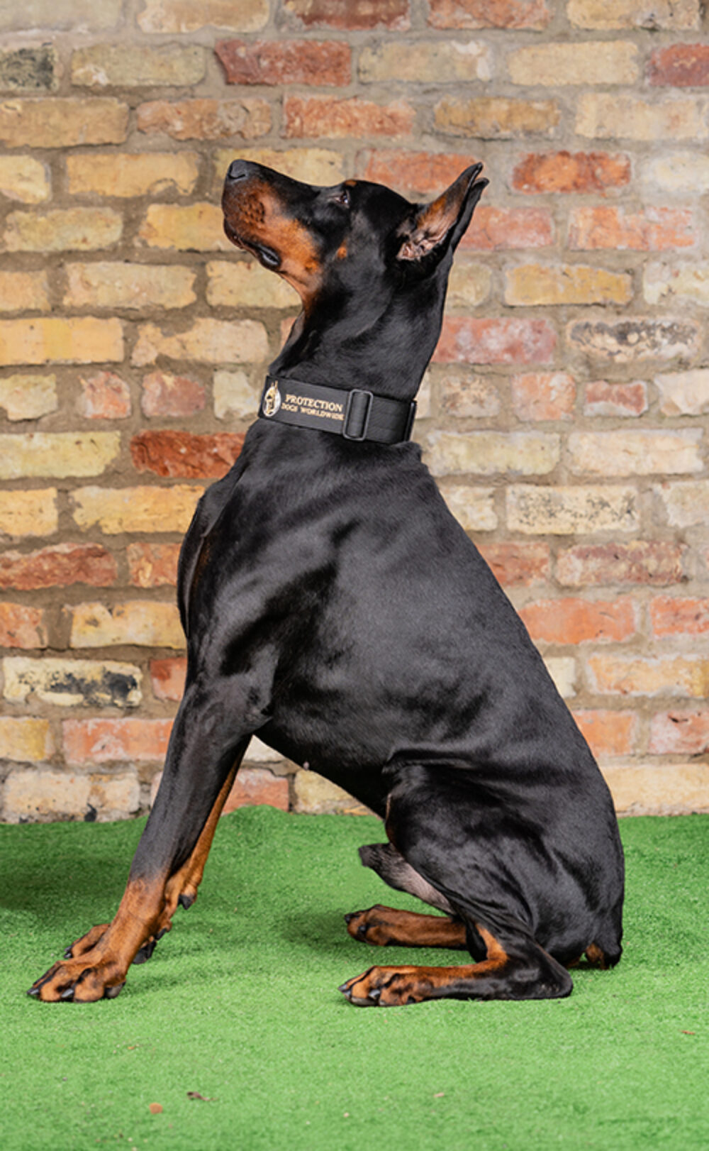 Rambo | Protective Dog for Sale