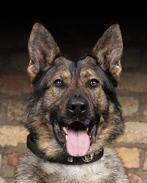 Protection Dogs - Personal & Family Protection Dogs for Sale UK