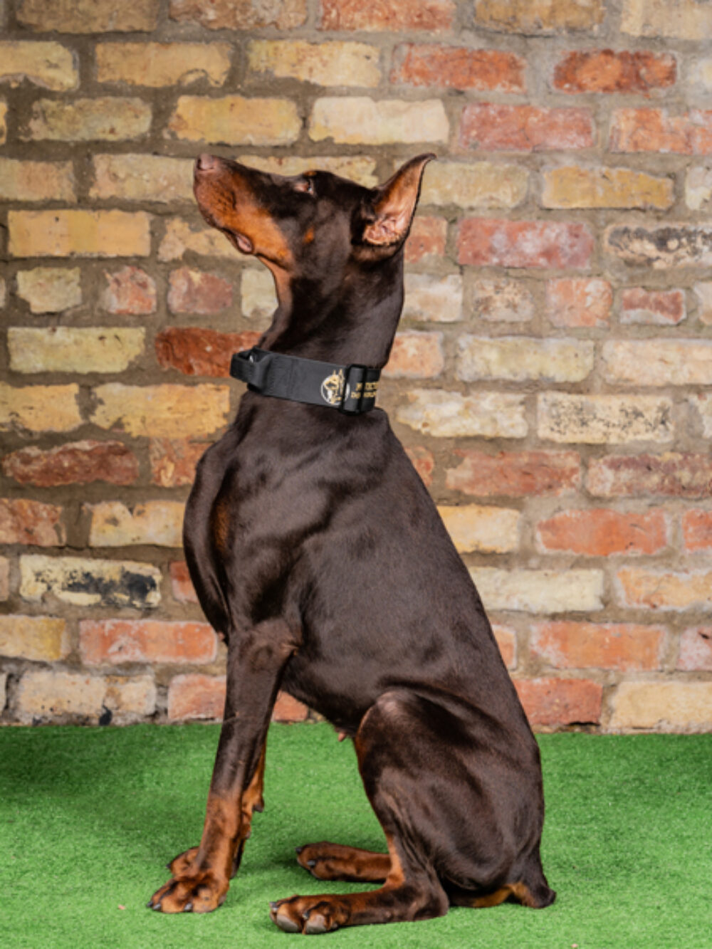 Astra- Doberman (Reserved) - Call +44 7930 408458 for Available Dogs