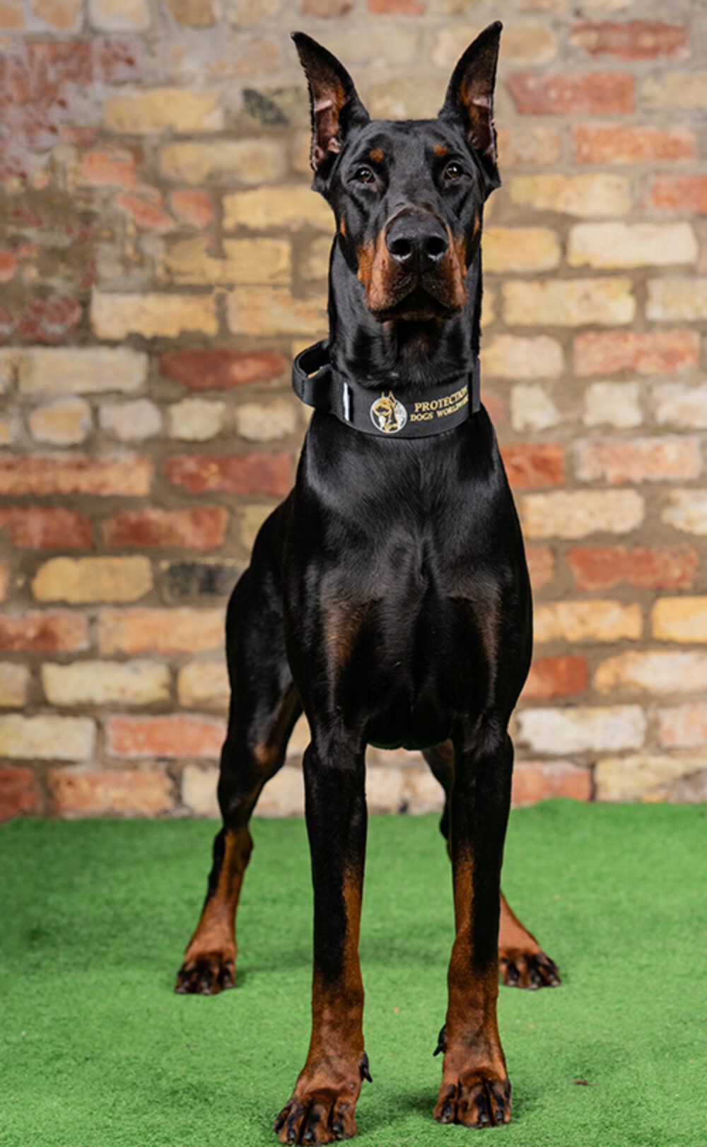 Rambo | Protective Dog for Sale